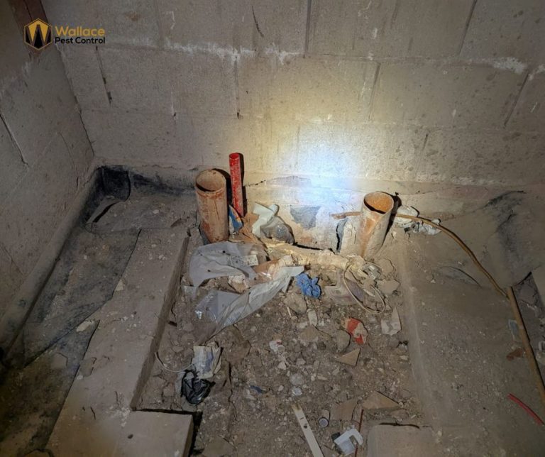 Rats & Drains: Why 80 % Of UK Infestations Start Underground | Wallace ...