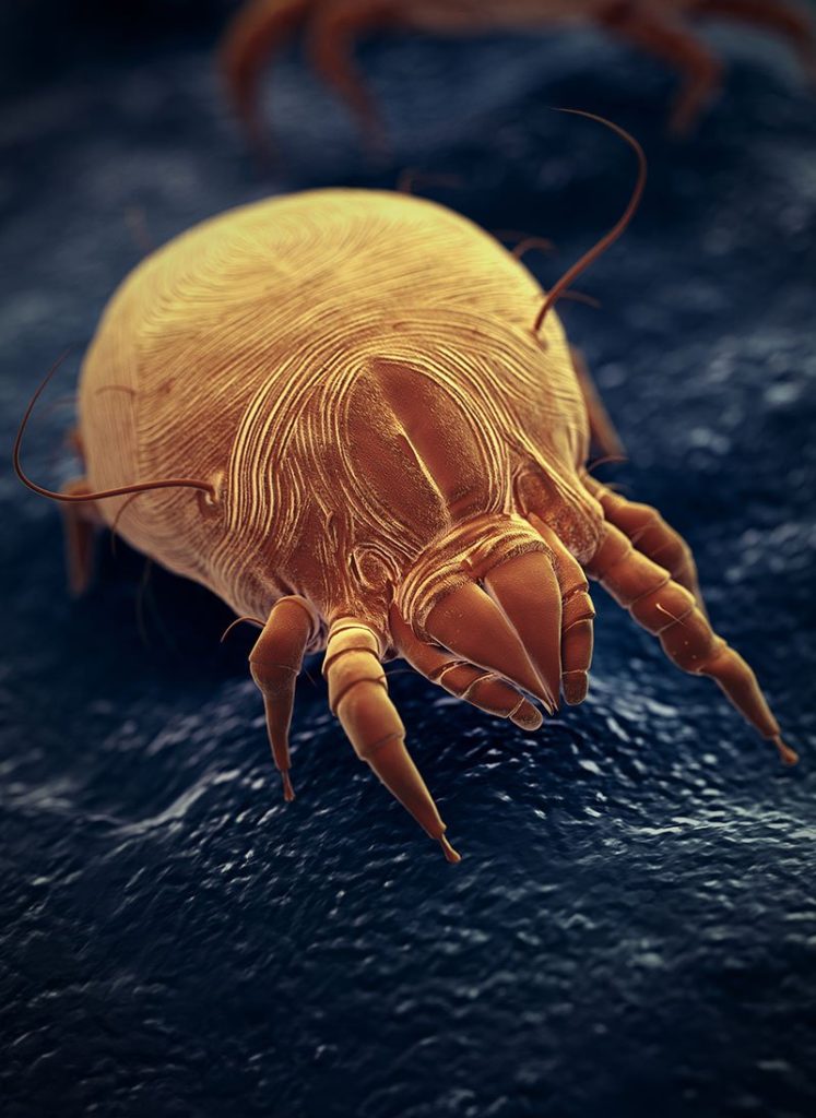 Everything You Must Know About Mites | Wallace Pest Control