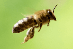 How To Identify Different Types Of Wasps And Bees In The UK | Wallace ...