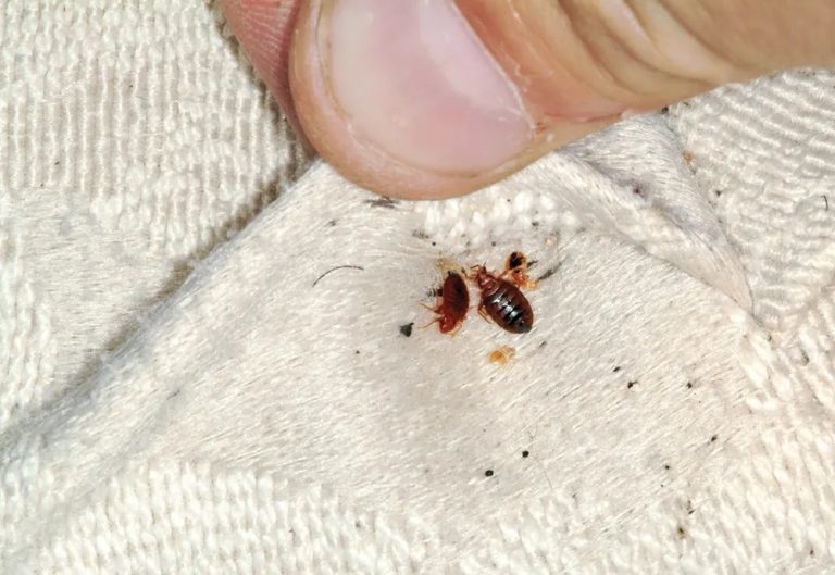 How To Tell If You Have Bed Bugs | Early Signs & Professional Advice ...