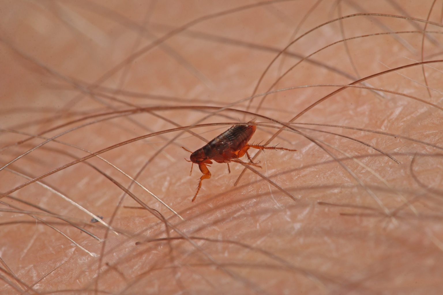 The Big Leap. How Far Can Fleas Jump? | Wallace Pest Control