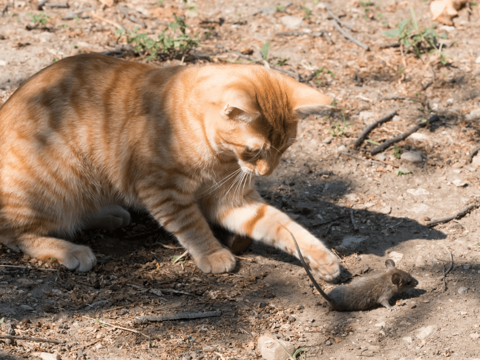 Rats & The Royal Navy | Wallace Pest Control